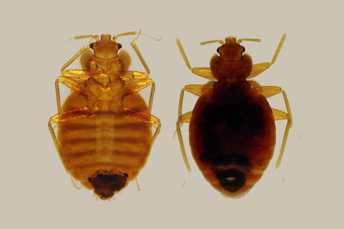 Les punaises de lit tropicales prennent d'assaut Genève - A+A